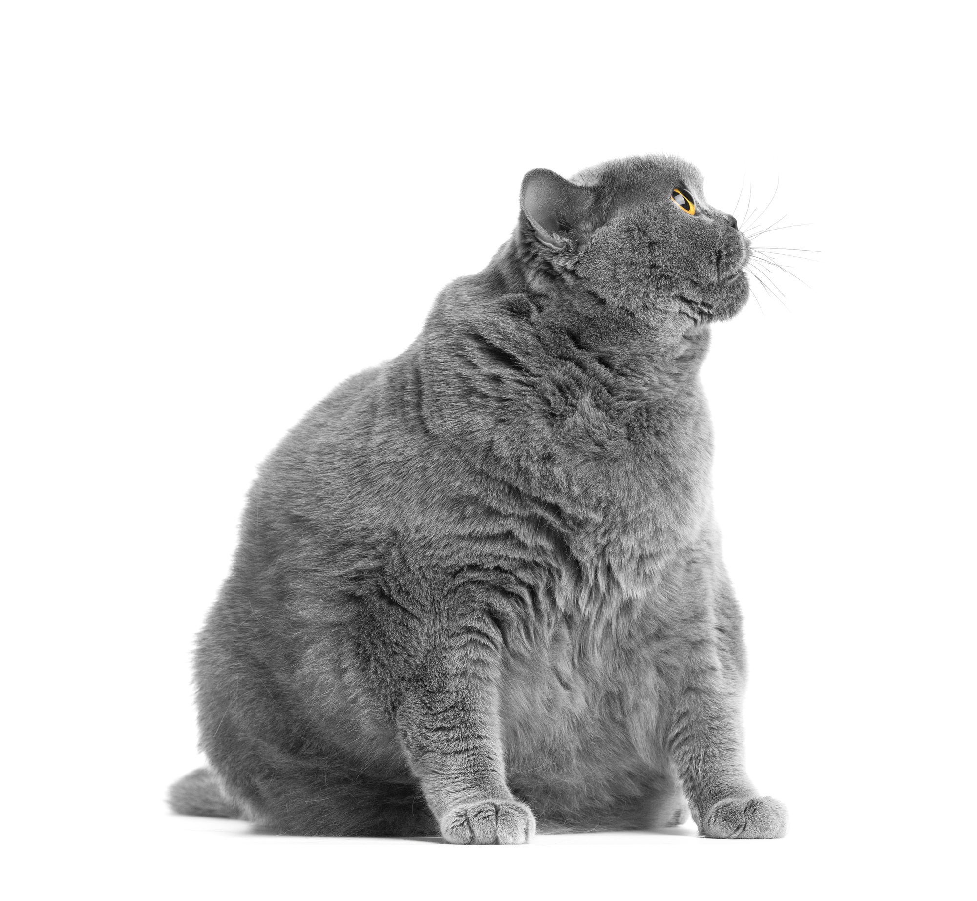Carcinome épidermoïde chez le chat : causes, symptômes, traitements ...