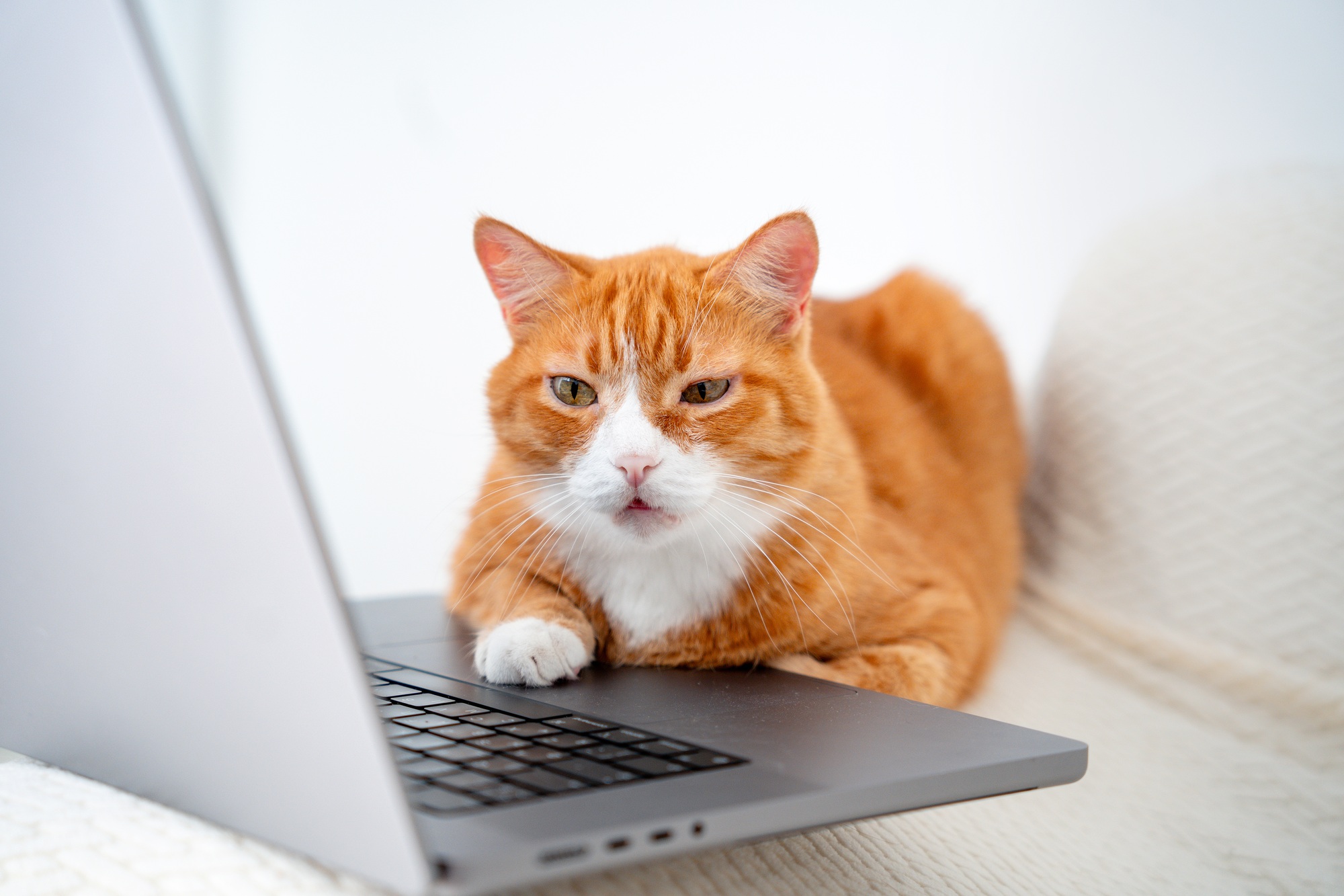 Polydactylie chez le chat : causes, symptômes, traitements | Goodflair