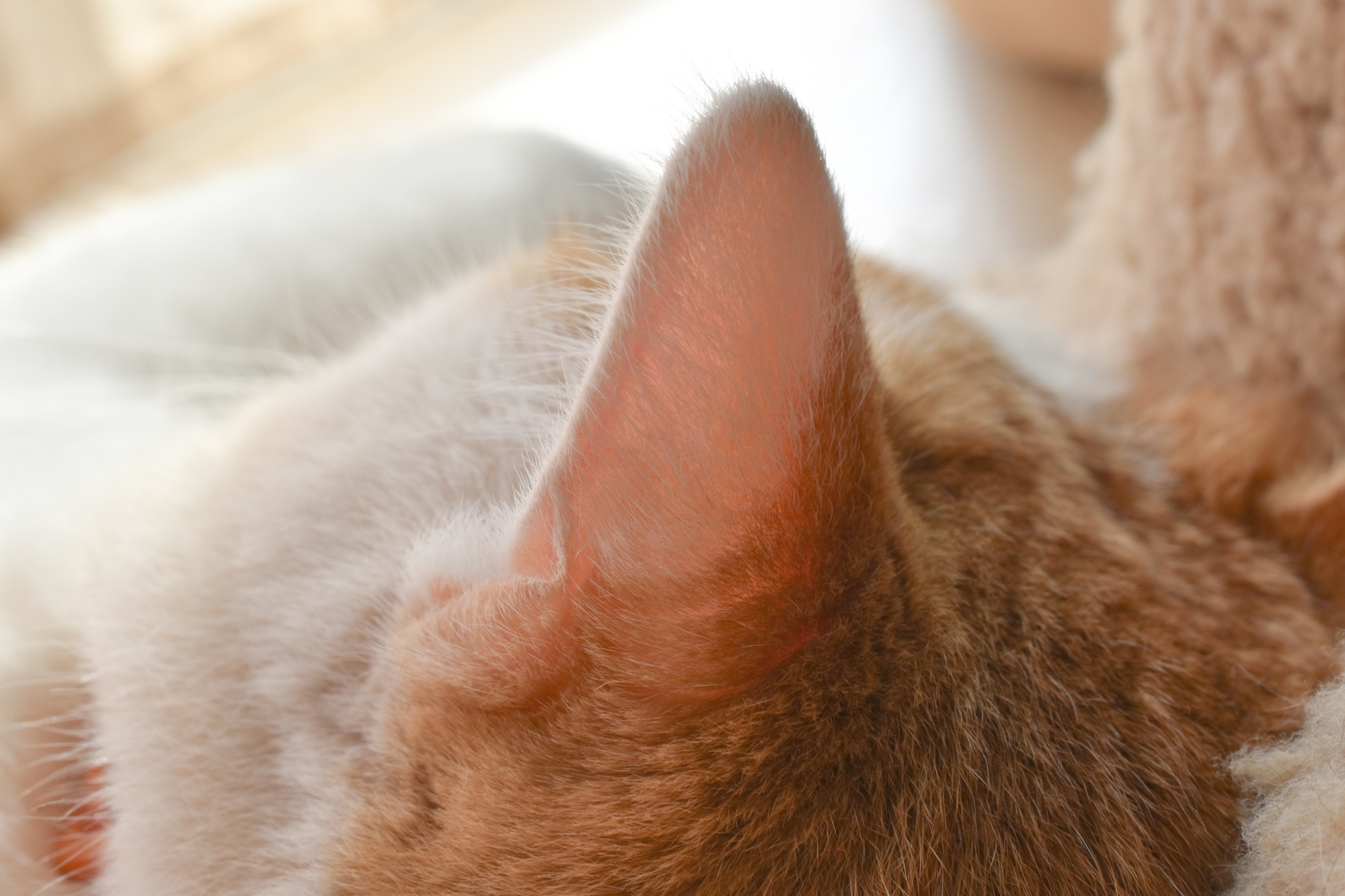 Polydactylie chez le chat : causes, symptômes, traitements | Goodflair