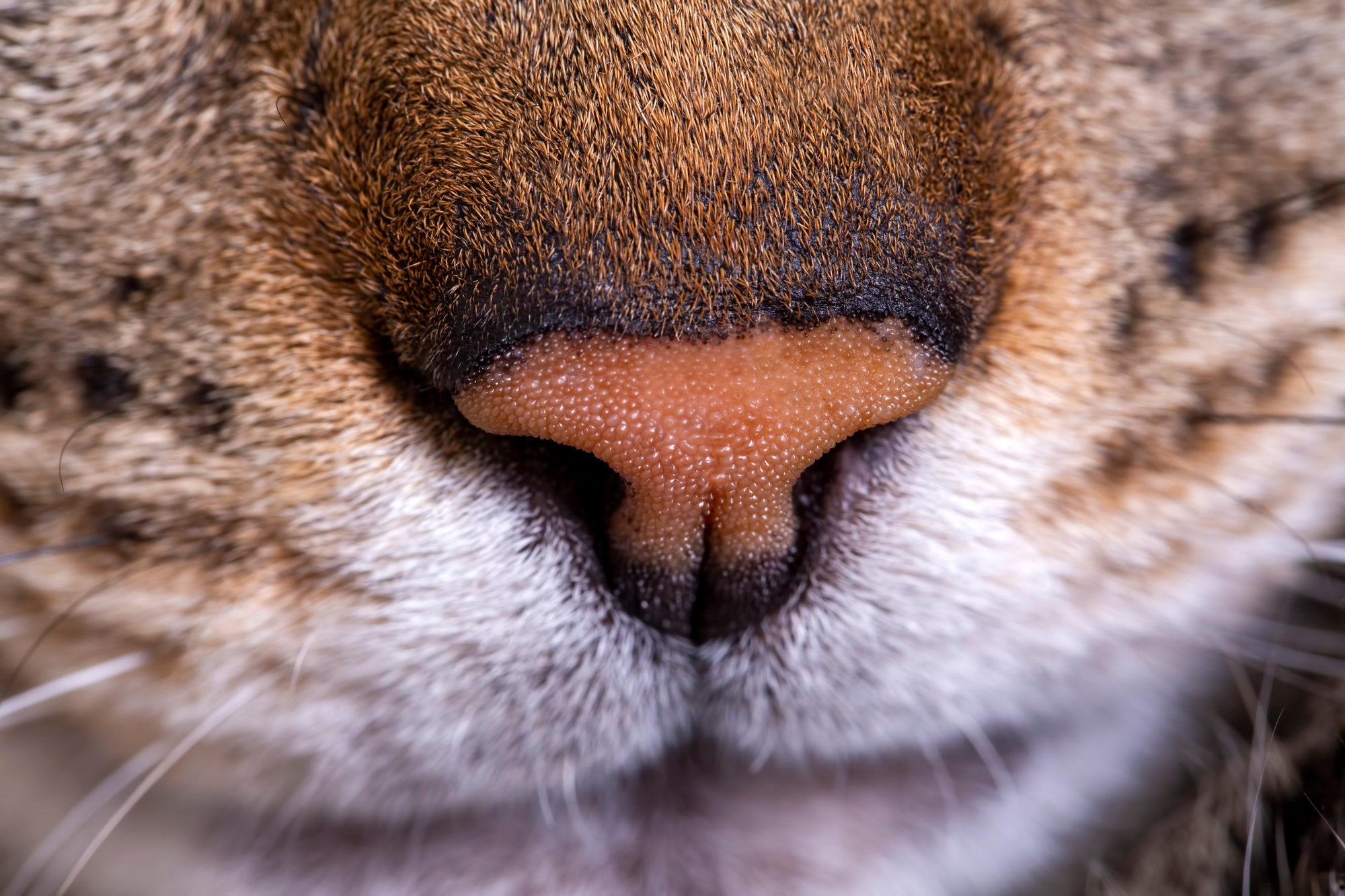 Lupus erythémateux discoïde chez le chat : causes, symptômes ...