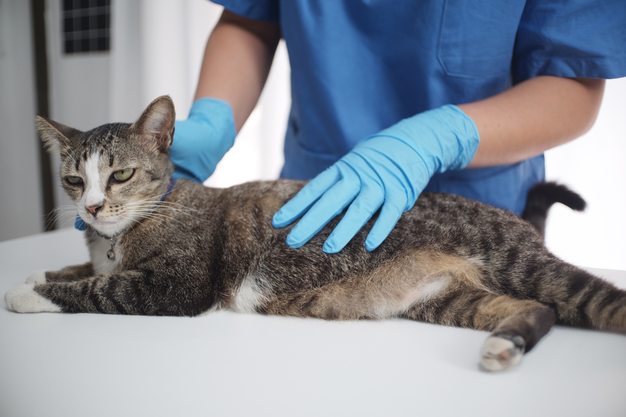 Cryptococcose chez le chat : causes, symptômes, traitements | Goodflair