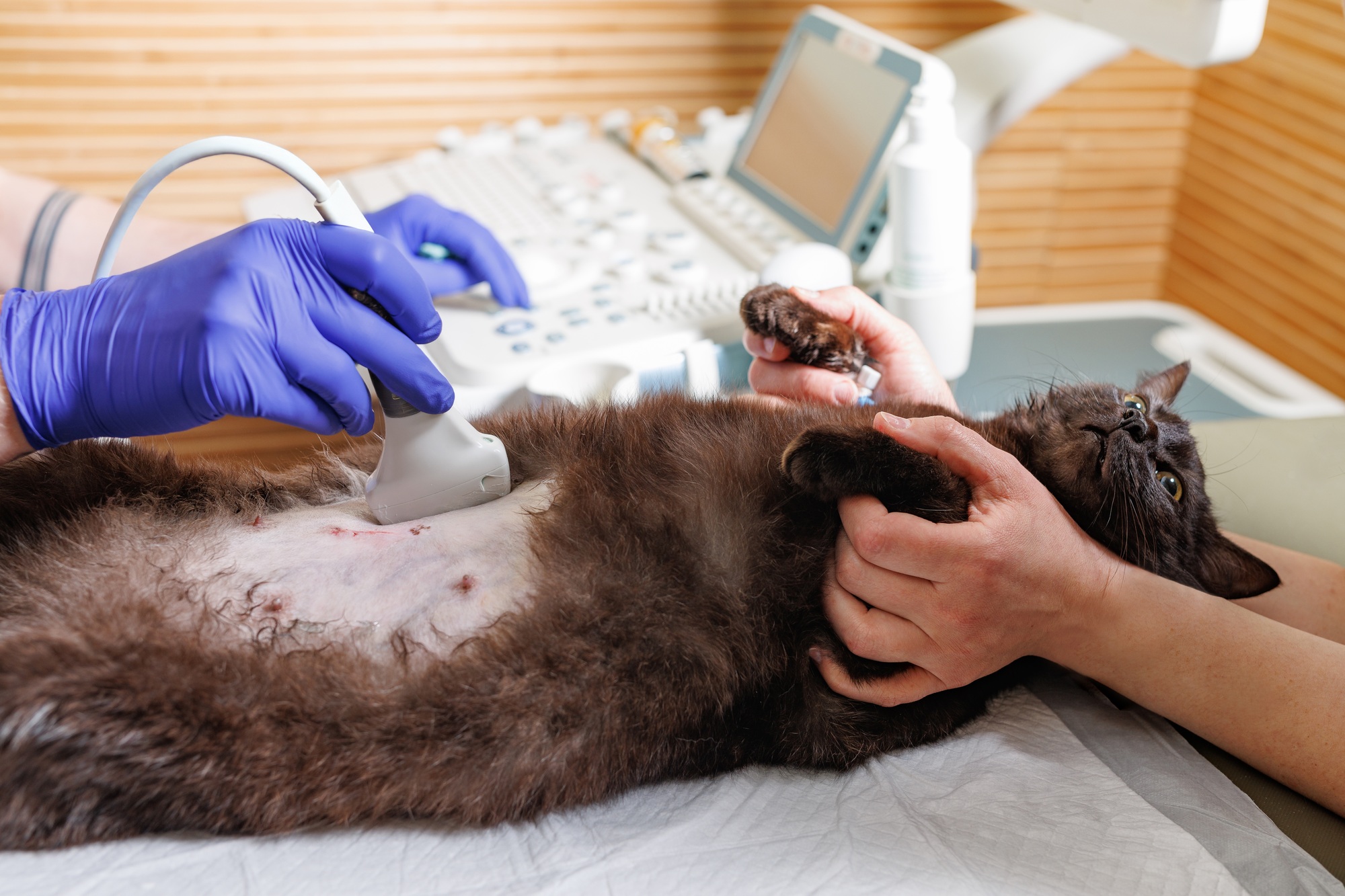 Incontinence urinaire chez le chat : causes, symptômes, traitements ...