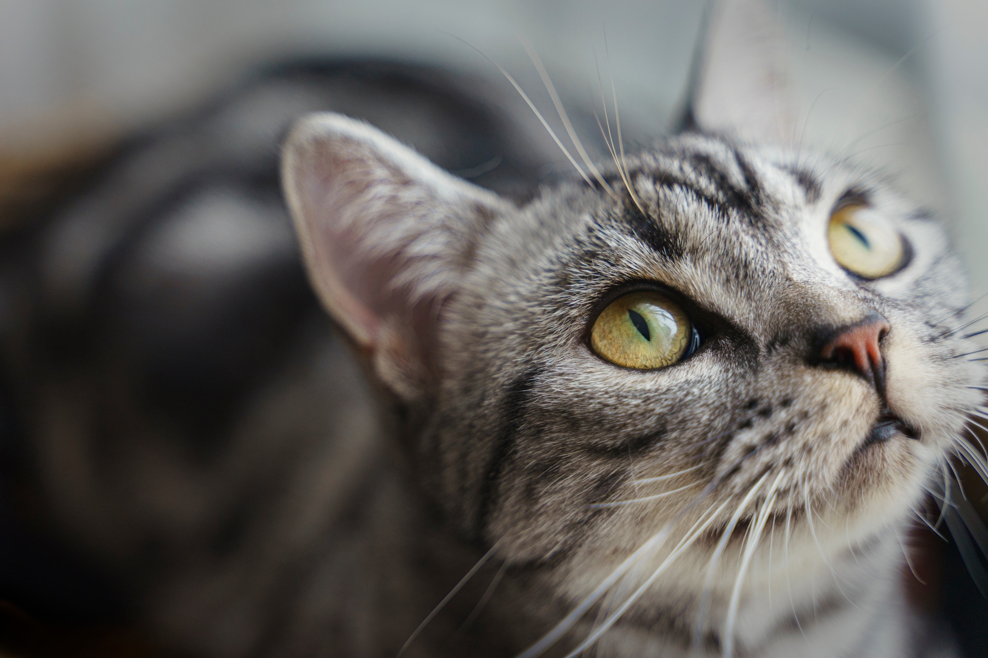 Conjonctivite chez le chat : causes, symptômes, traitements | Goodflair