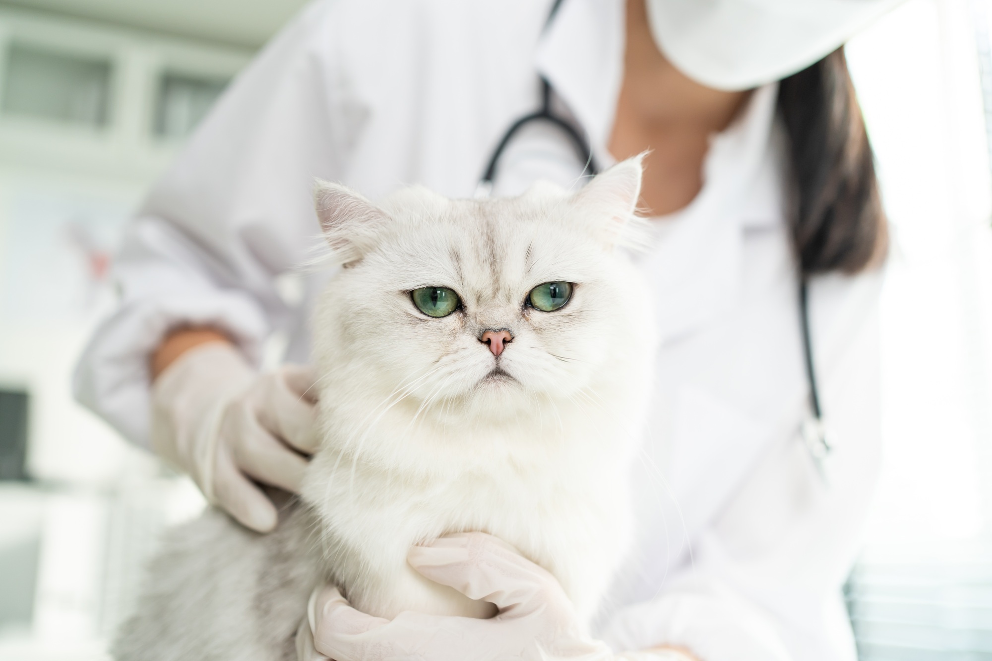 Insuffisance cardiaque chez le chat : causes, symptômes, traitements ...