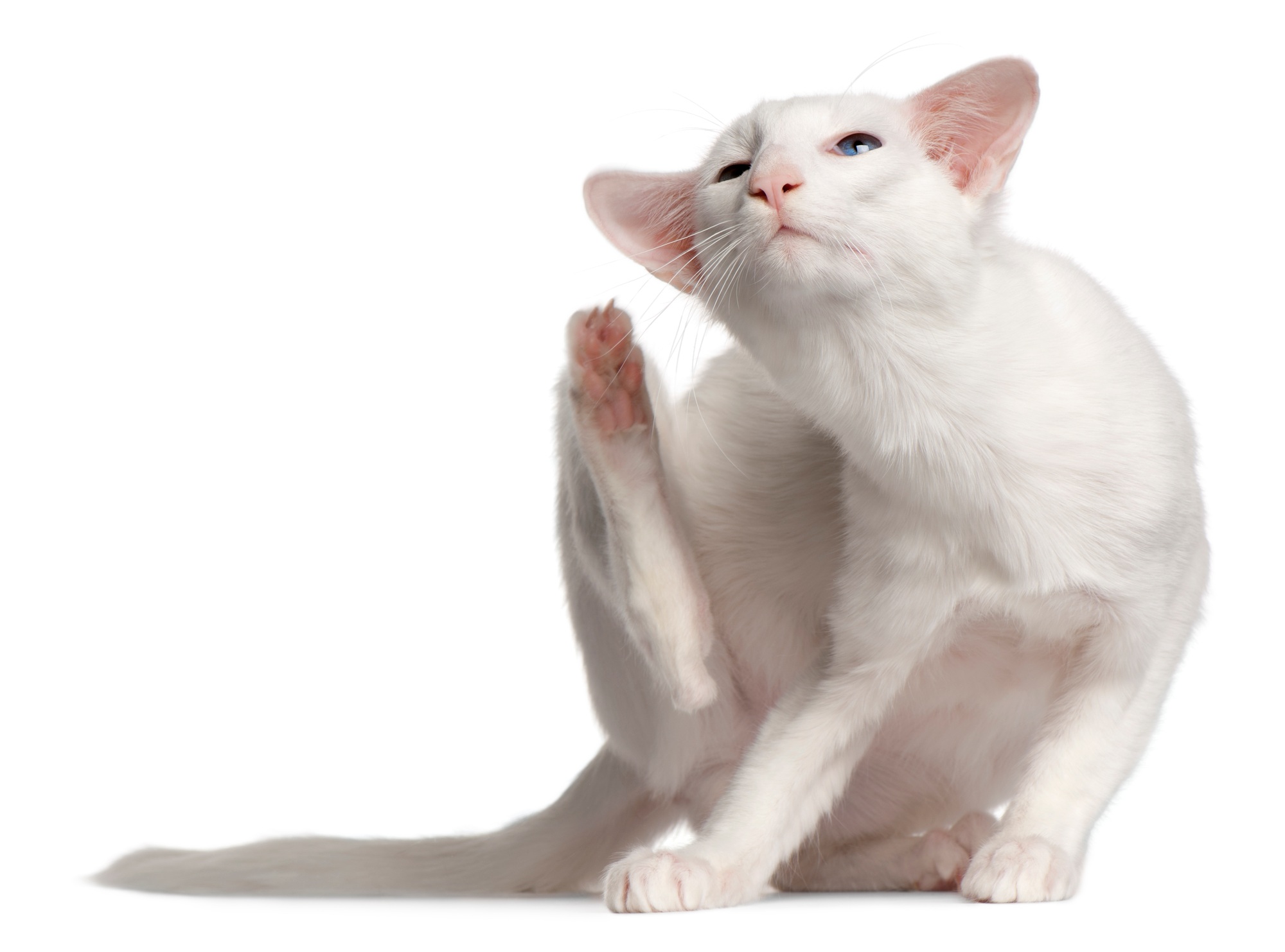 Gale des oreilles chez le chat : causes, symptômes, traitements | Goodflair