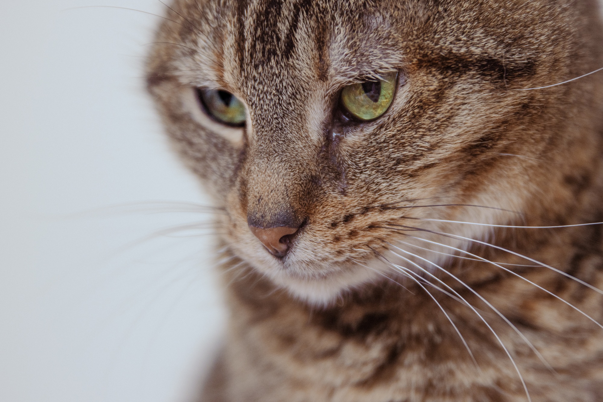 Dermatite faciale idiopathique chez le chat : causes, symptômes ...