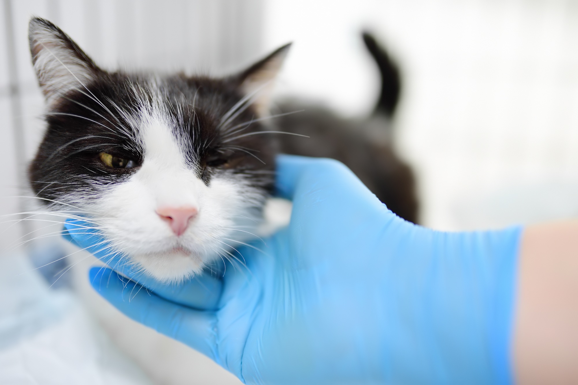 Insuffisance cardiaque chez le chat : causes, symptômes, traitements ...
