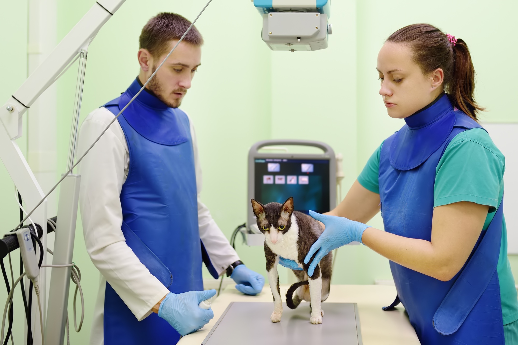 Insuffisance cardiaque chez le chat : causes, symptômes, traitements ...