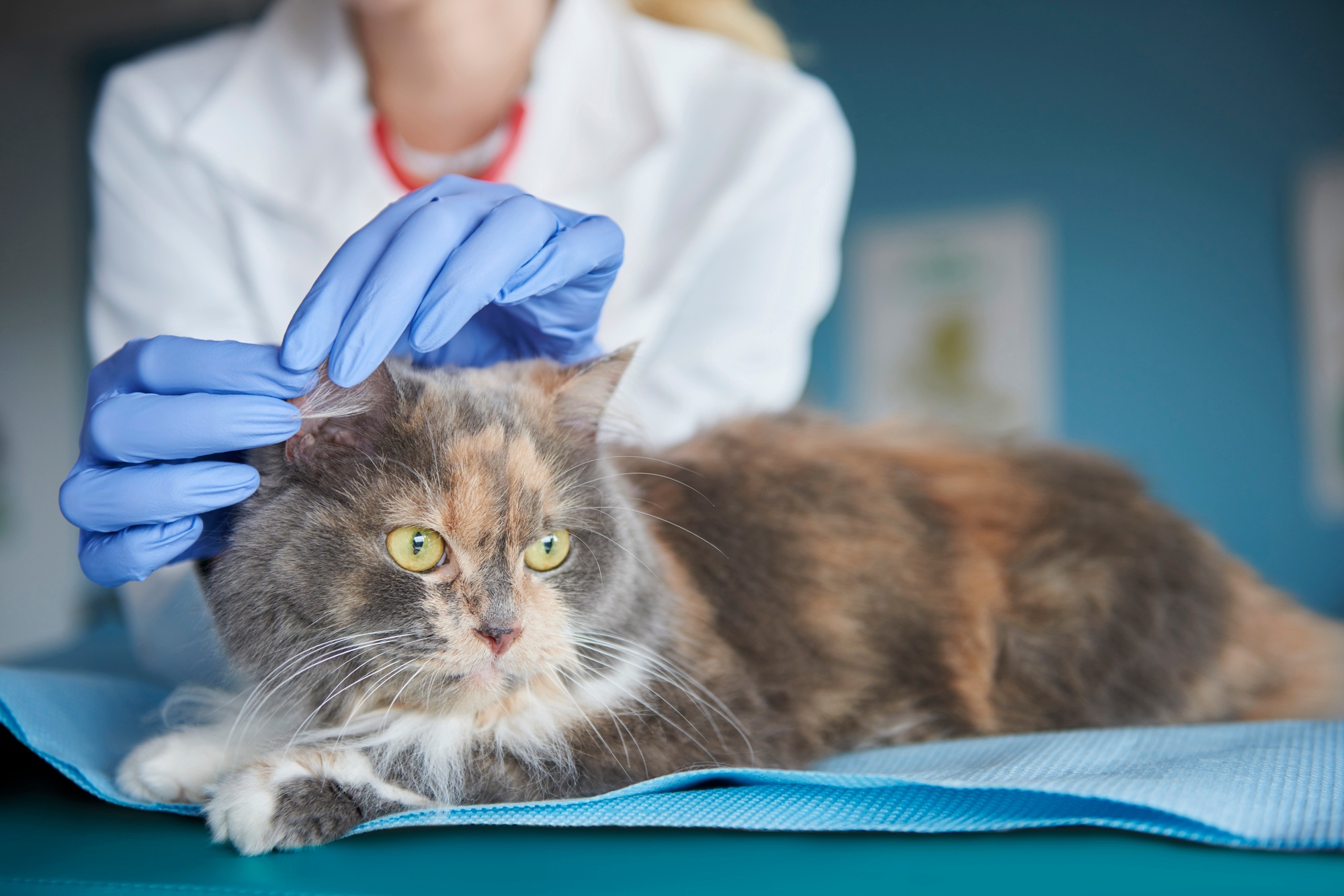 Otite externe chez le chat : causes, symptômes, traitements | Goodflair