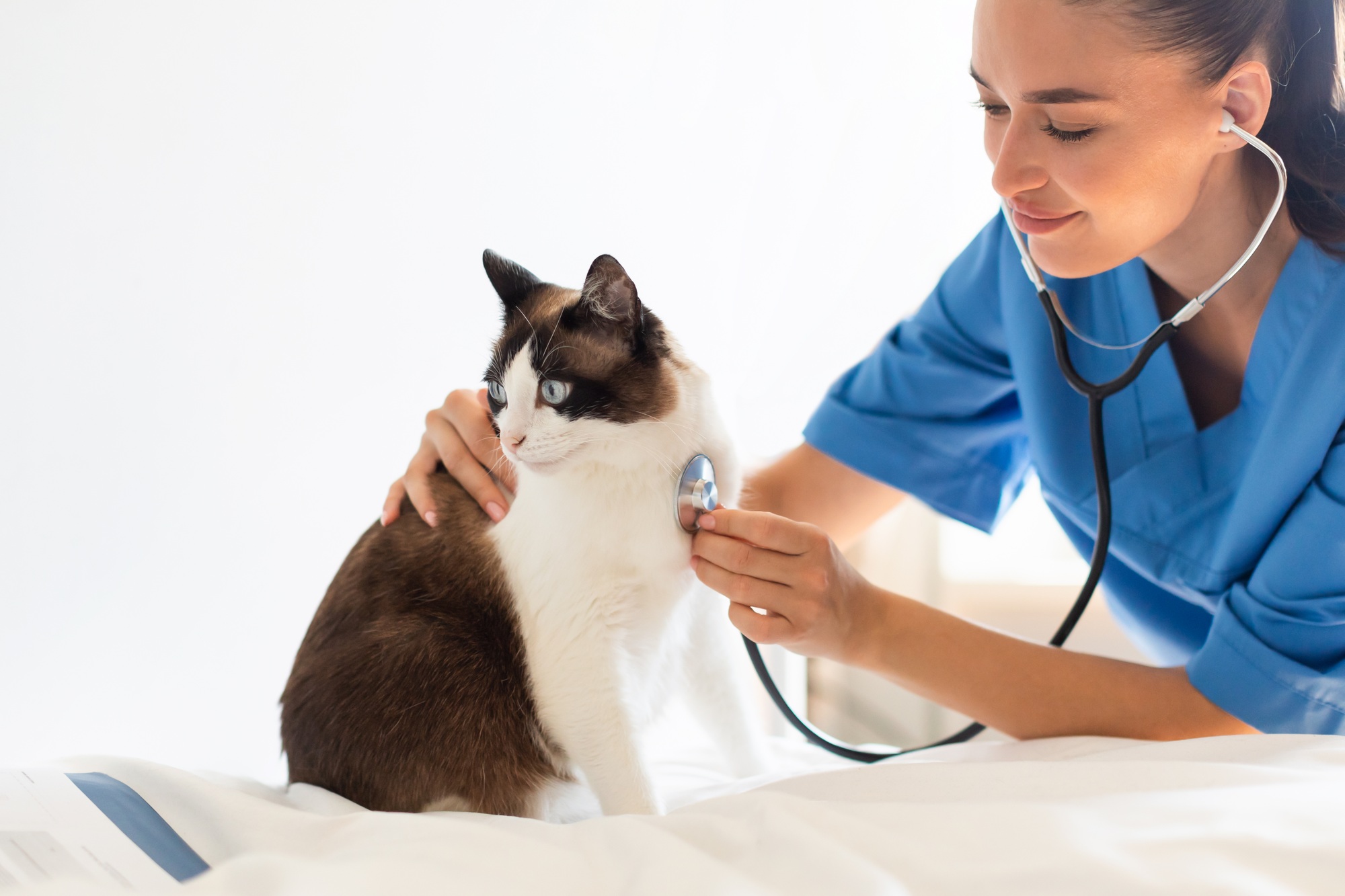 Insuffisance cardiaque chez le chat : causes, symptômes, traitements ...