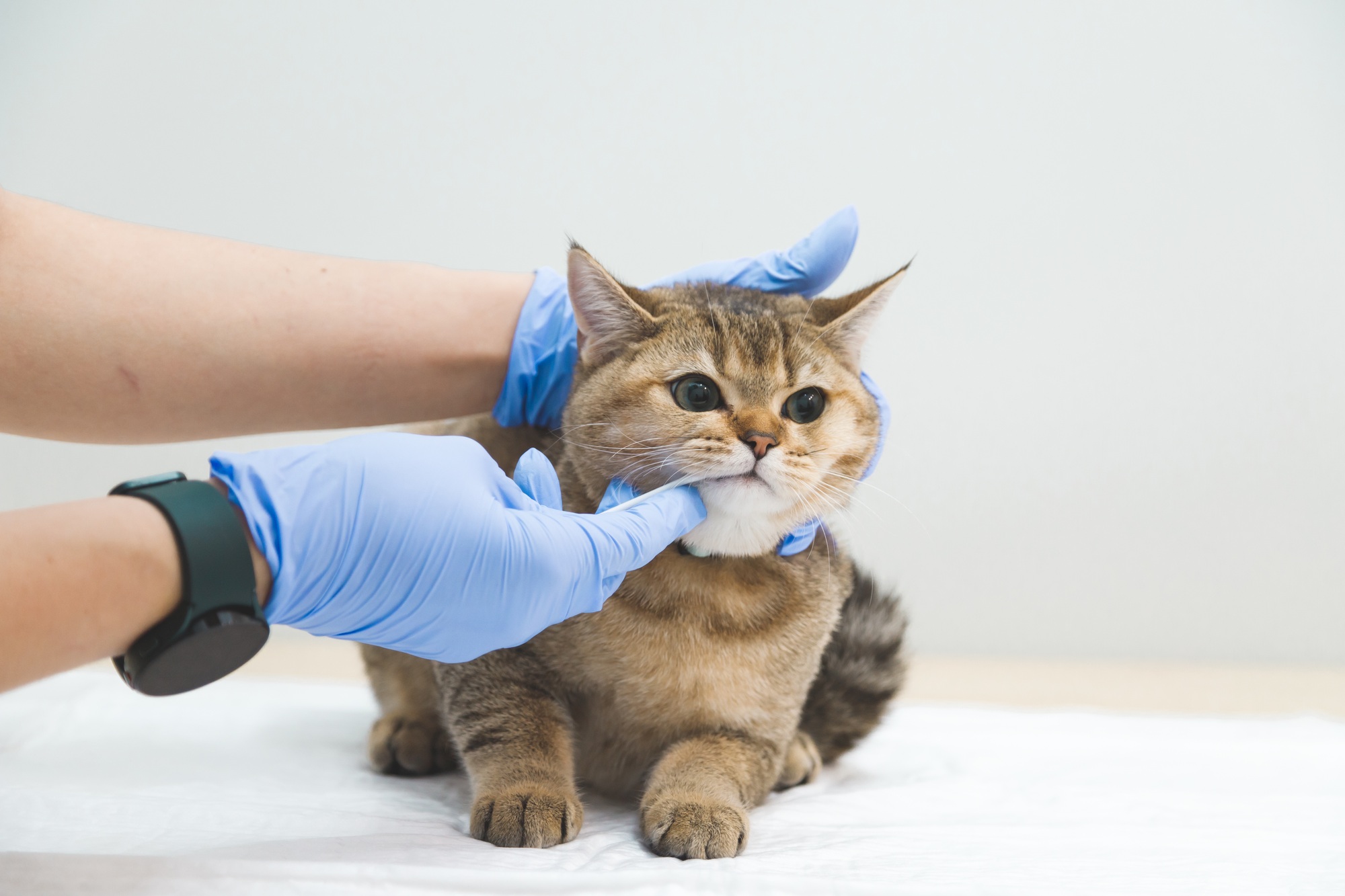 Mucocoele salivaire chez le chat : causes, symptômes, traitements ...