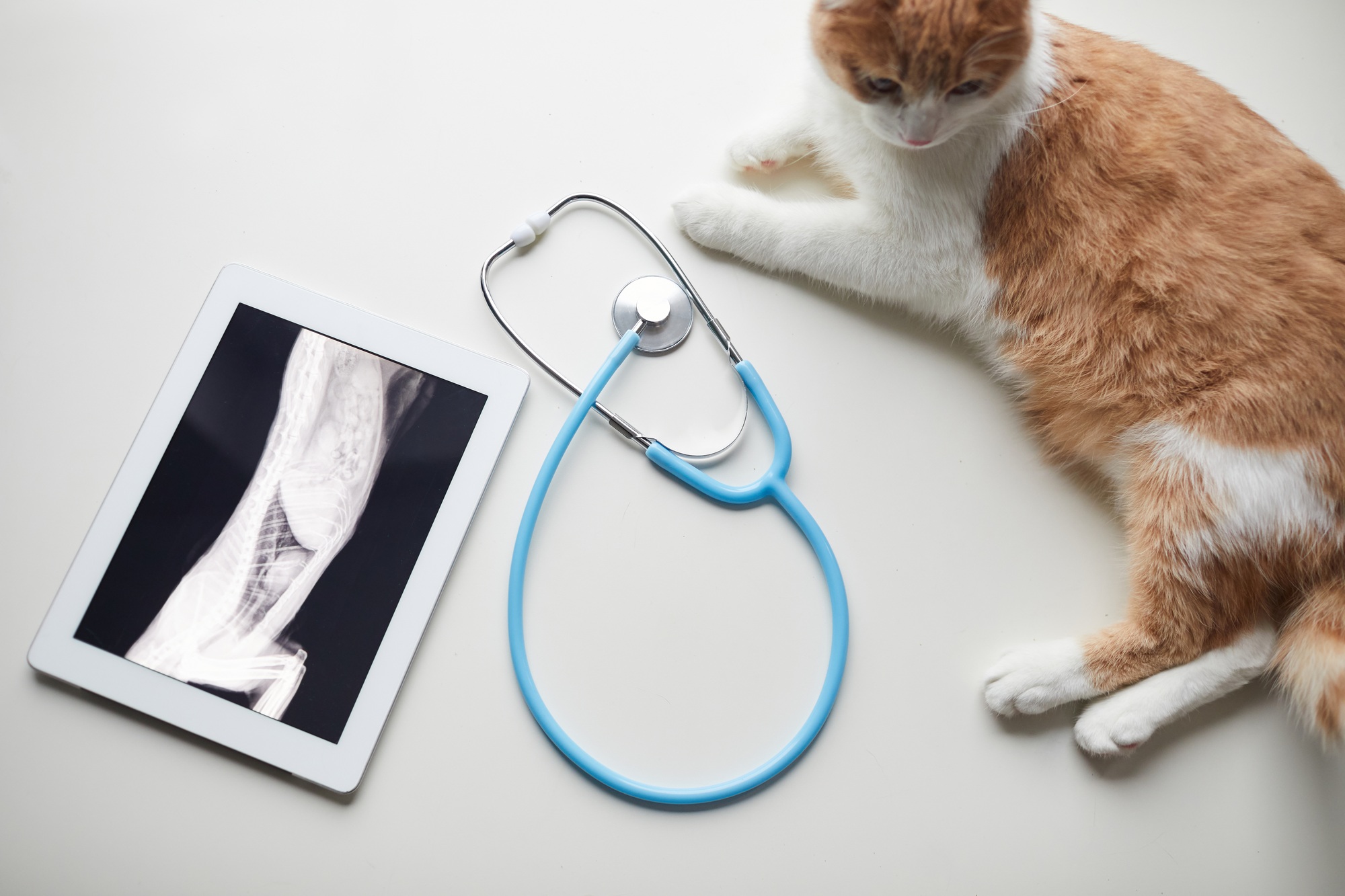 Insuffisance cardiaque chez le chat : causes, symptômes, traitements ...