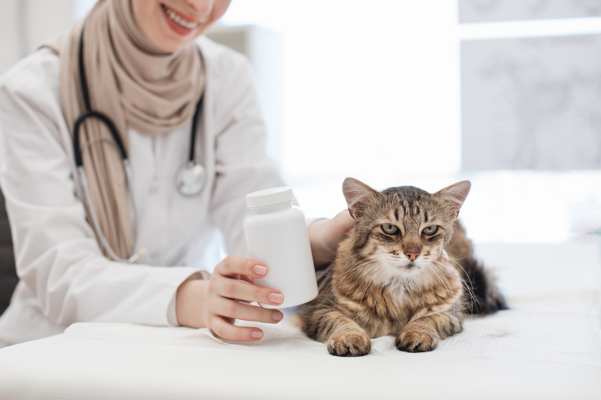 Intoxication à l'Imodium chez le chat : causes, symptômes, traitements ...