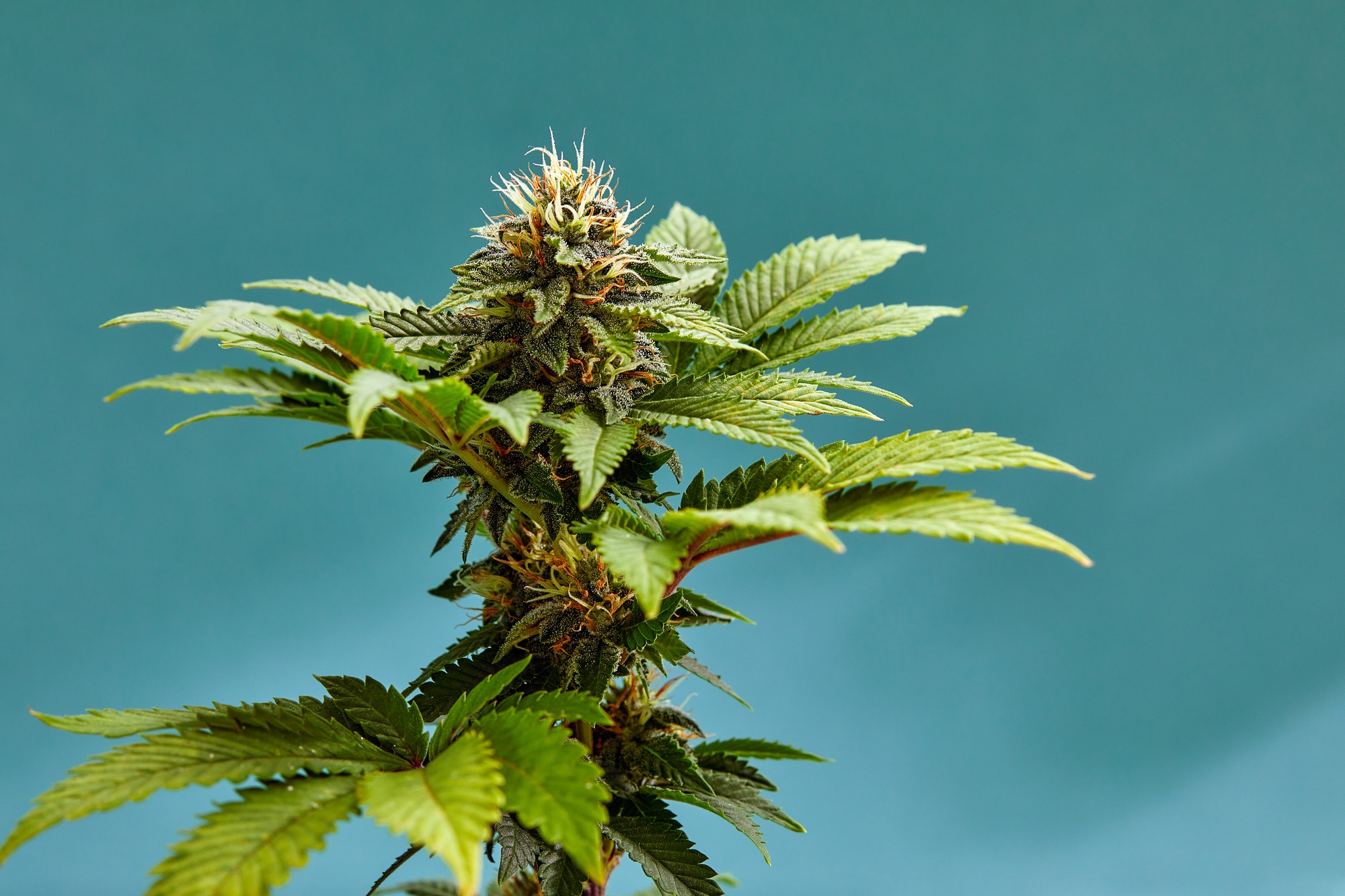 Intoxication au cannabis chez le chat : causes, symptômes, traitements ...