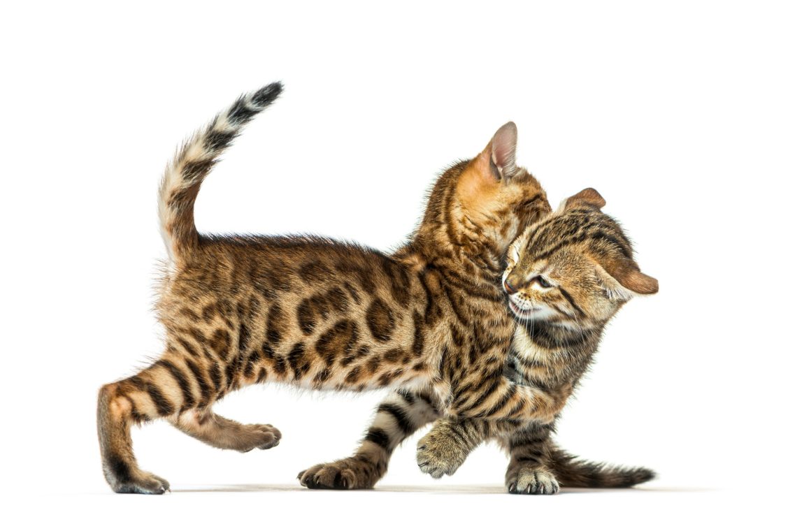 Griffure par un chat chez le chat : causes, symptômes, traitements ...