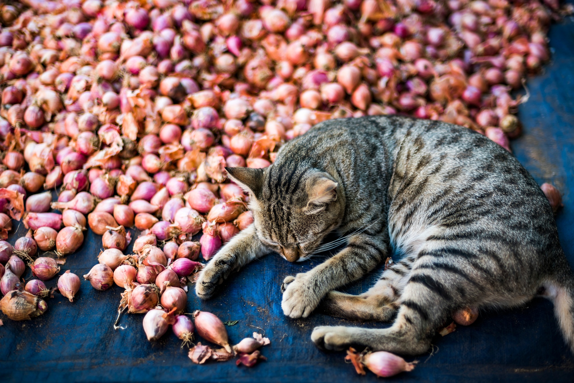Intoxication aux oignons chez le chat : causes, symptômes, traitements ...