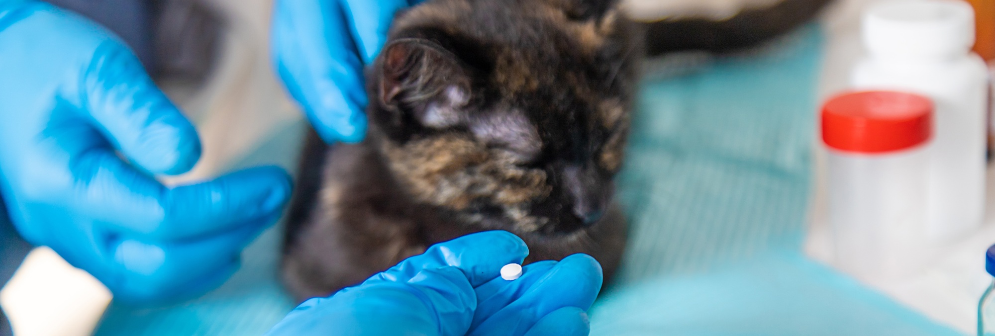 Intoxication au Prozac chez le chat : causes, symptômes, traitements ...