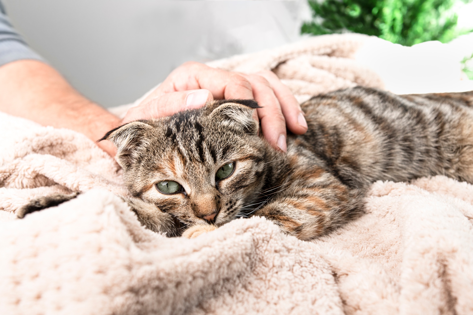 Mon chat n'arrête pas de miauler, mais pourquoi donc ? | Goodflair