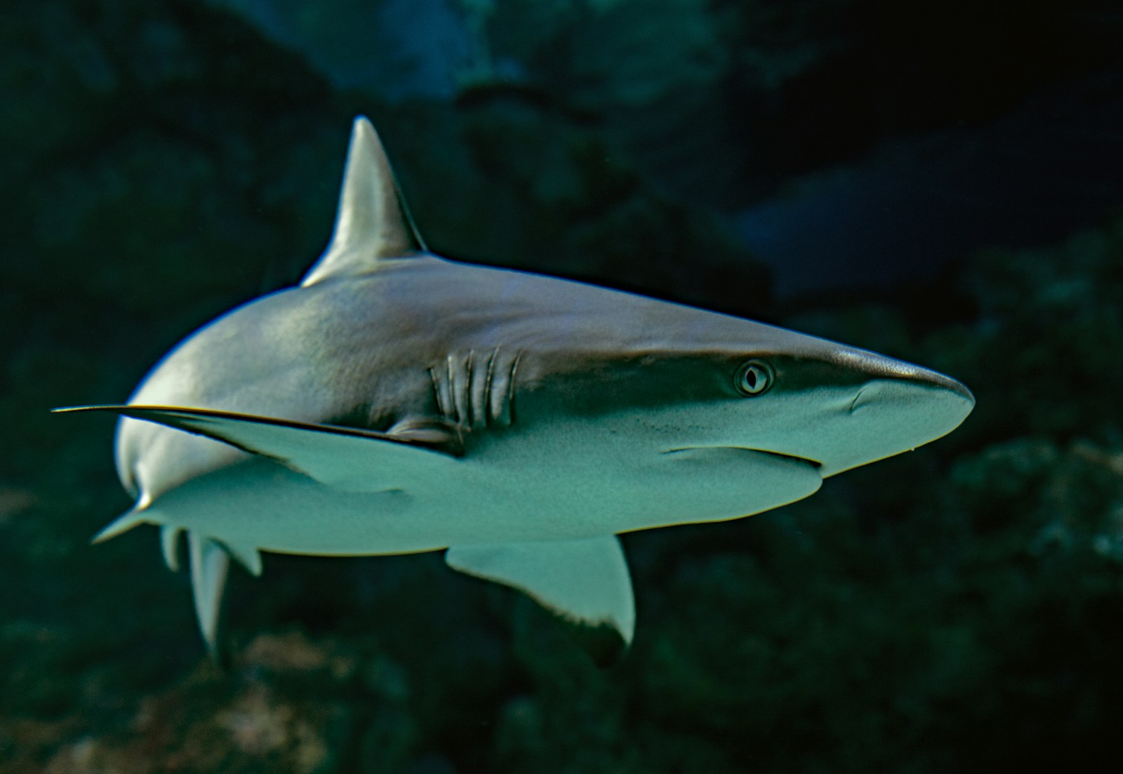 Quelle quantité de viande de requin pour mon chien ? Les précautions à ...