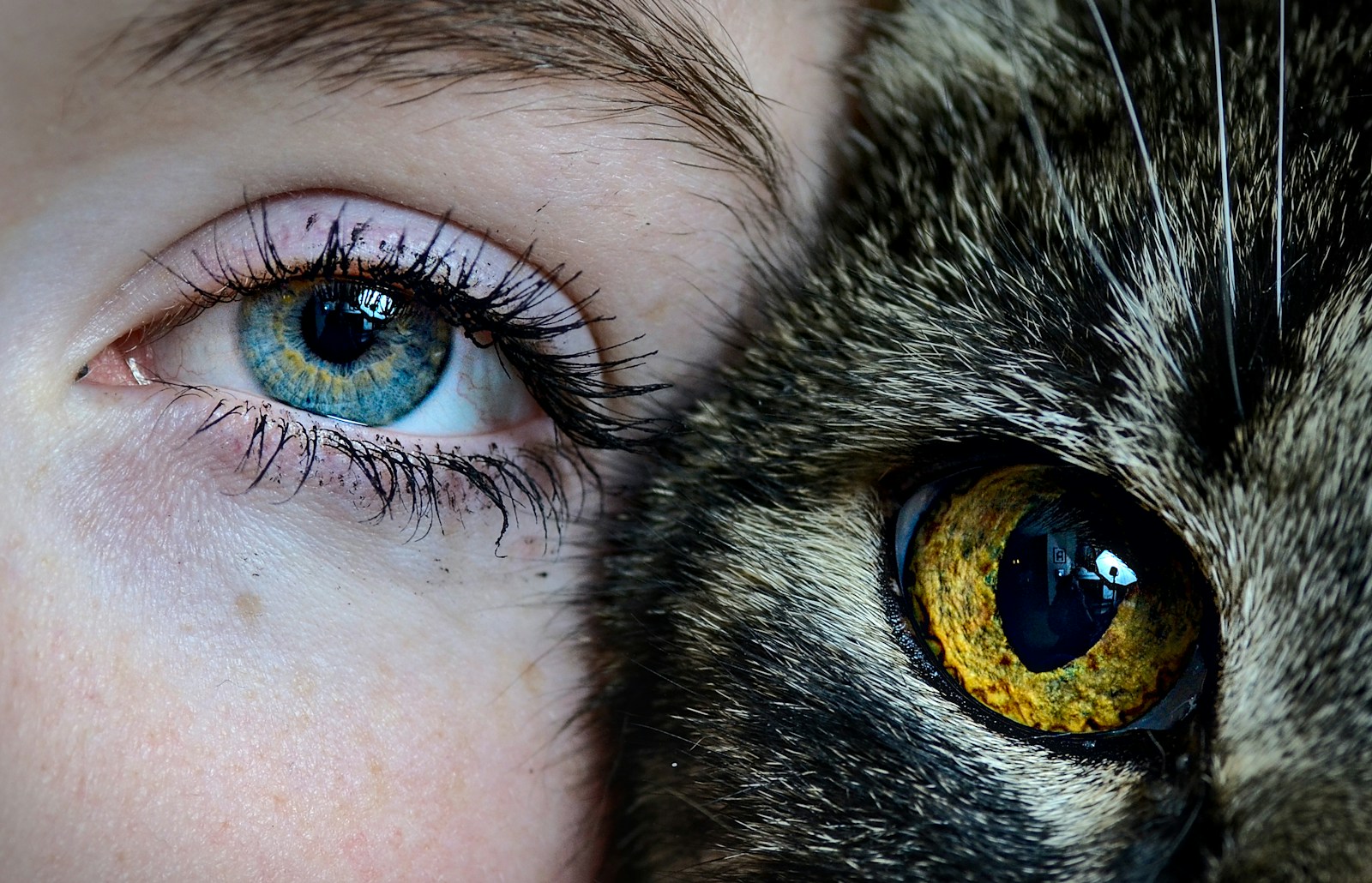 Top 4 des bonnes résolutions à prendre avec mon chat pour cette ...